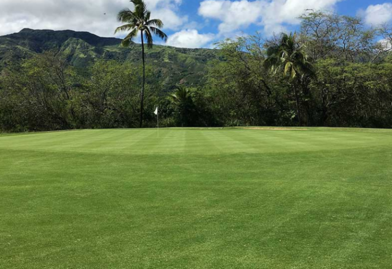 Southern Grass Varieties With Pictures - InsightWeeds