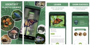 10 best plant identification apps for Android and iOS - InsightWeeds