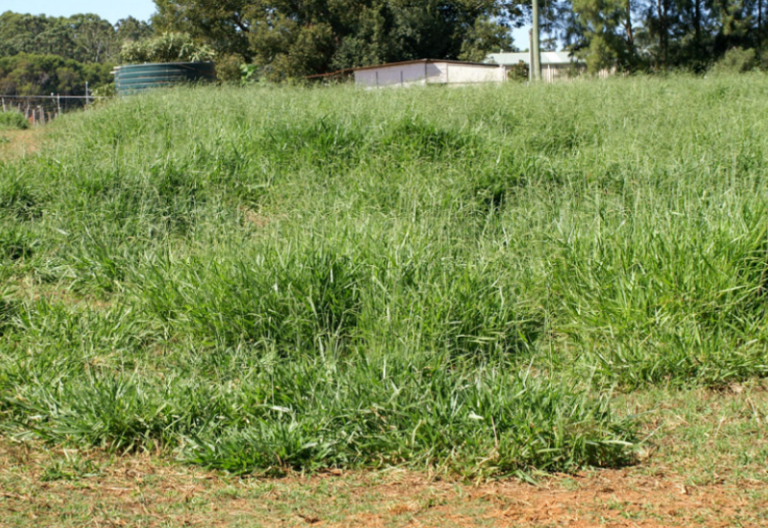 Tropical Grasses With Their Names, Characteristics, and Pictures ...