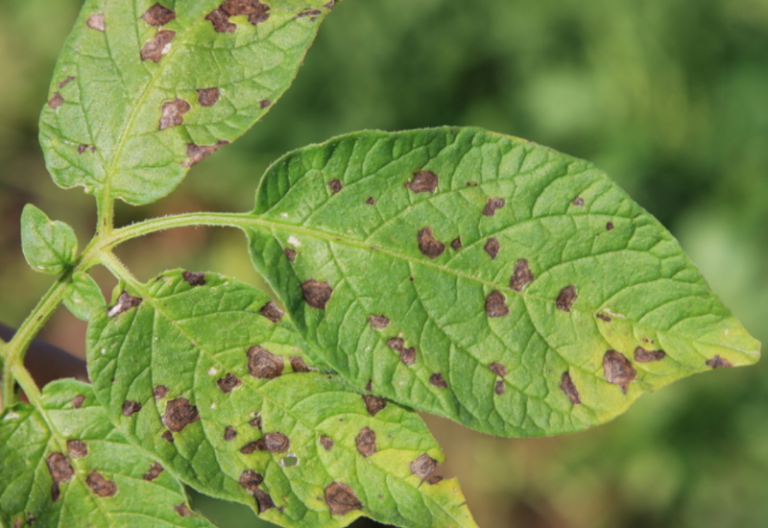 Common Plant Leaf Diseases And Their Treatment (With Photos) - InsightWeeds