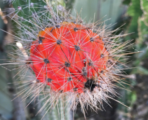 Snake Cactus (Nyctocereus serpentinus) - InsightWeeds