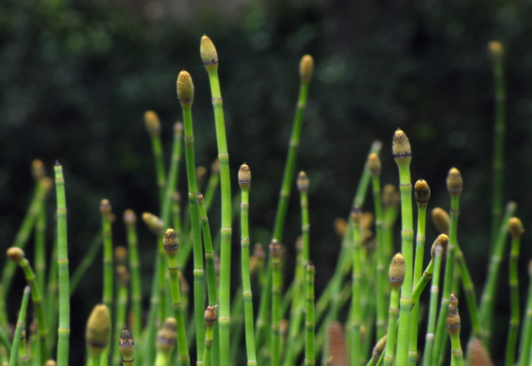 Snake Grass (Equisetum hyemale) - InsightWeeds