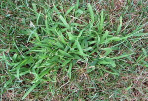 List of Common Weeds in Florida, USA - InsightWeeds
