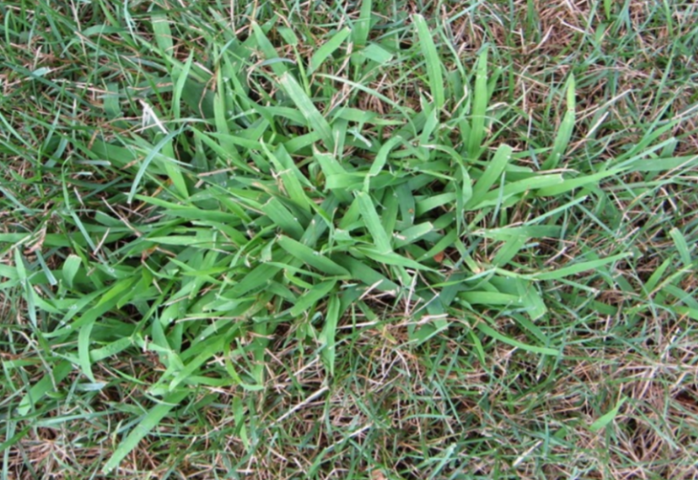 List of Common Weeds in Florida, USA - InsightWeeds