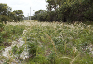 10 Common Native Grasses in Victoria, Australia - InsightWeeds