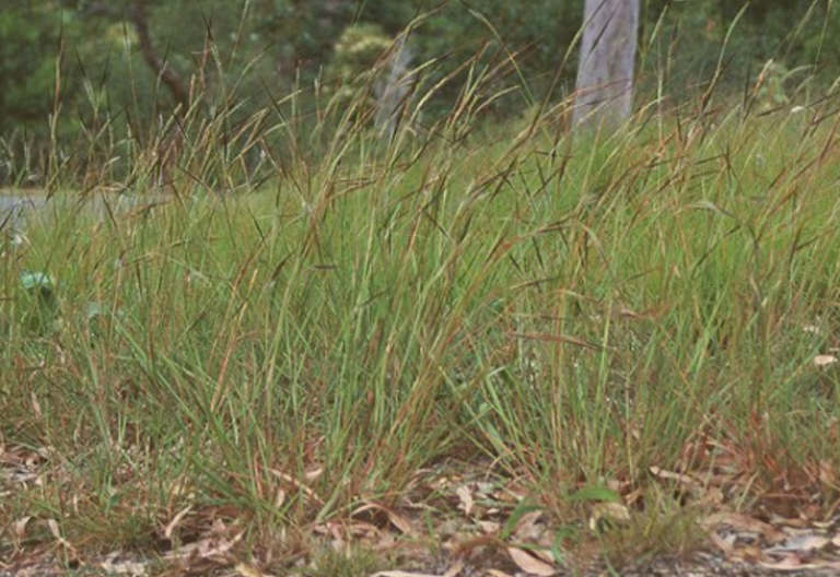 Heteropogon contortus (Spear grass) - InsightWeeds
