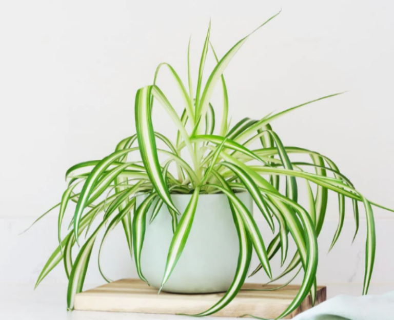 20 Non-Flowering House Plants That Still Look Great - InsightWeeds