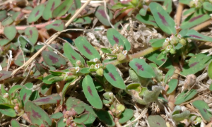 Spotted Spurge (Euphorbia maculata) - InsightWeeds