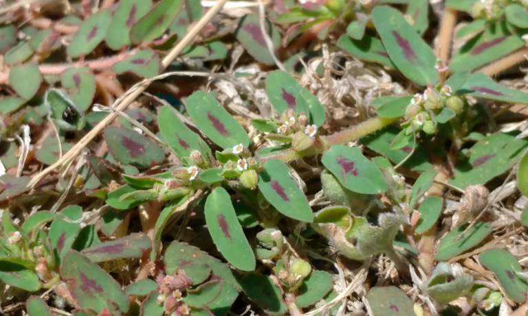Spotted Spurge (Euphorbia maculata) - InsightWeeds