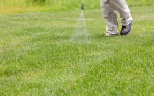 How to Get Rid of Goat Heads in Your Yard - InsightWeeds