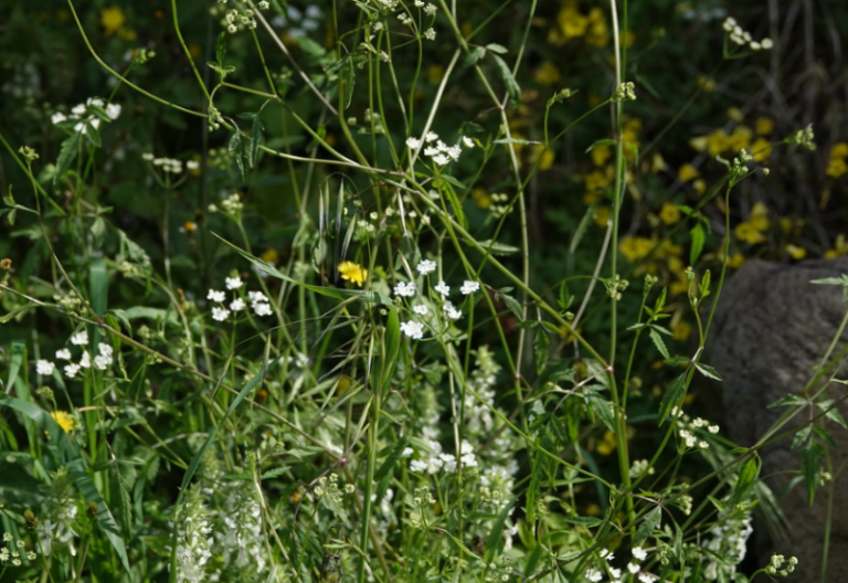 Torilis arvensis (Hedge Parsley) - InsightWeeds