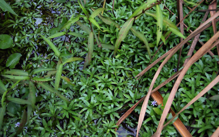 Heteranthera zosterifolia (Star Grass) - InsightWeeds