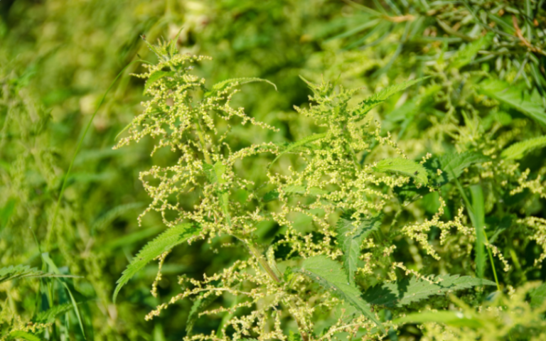 Stinging Nettle (Urtica dioica L.)