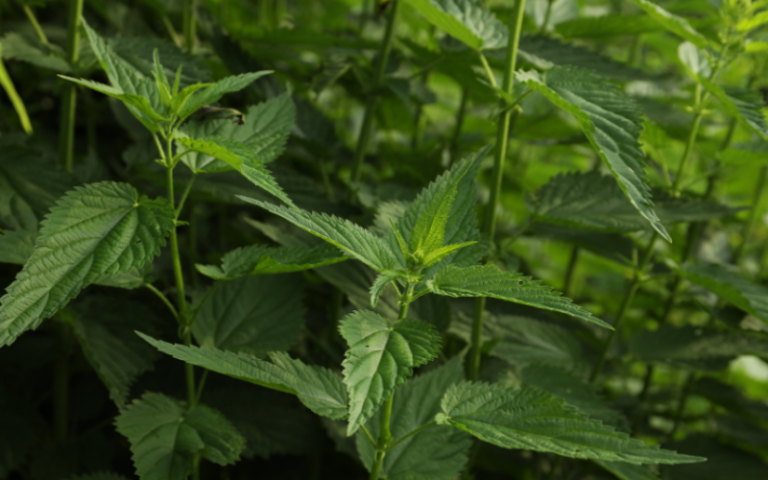 20 Common Weeds in Alabama and Ways To Get Rid of Them - InsightWeeds