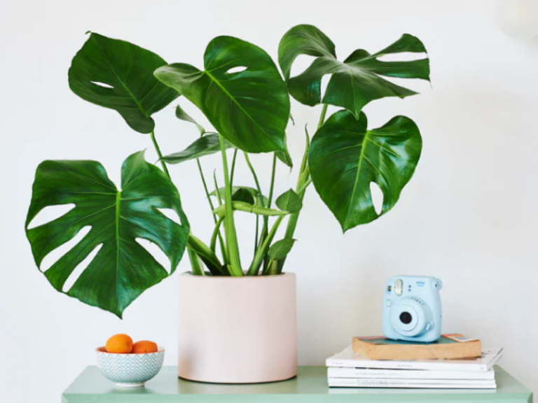 20 Non-Flowering House Plants That Still Look Great - InsightWeeds