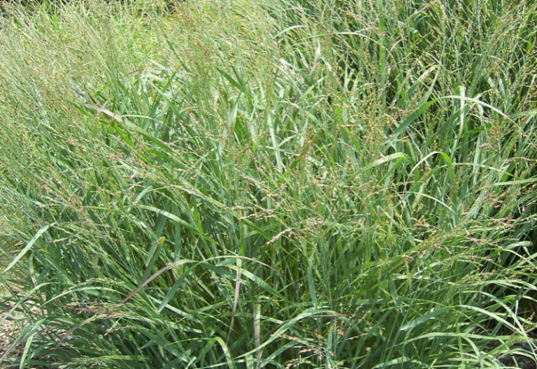 10 Tallest Perennial Grasses for Safety and Privacy - InsightWeeds