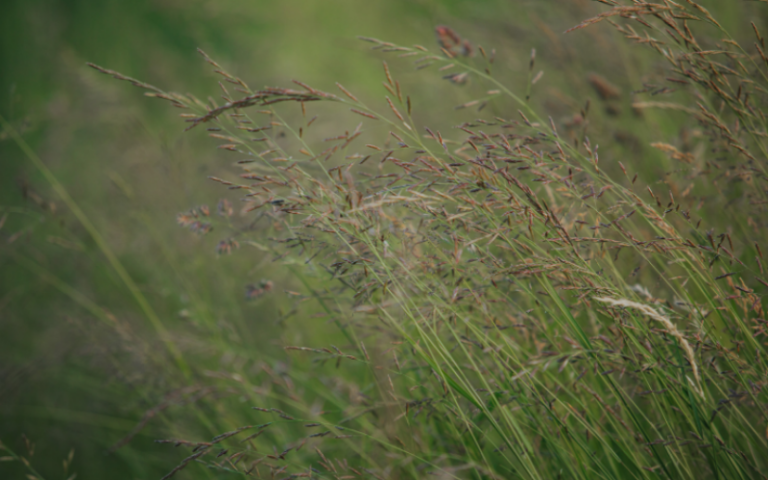 15 Common Weeds in Minnesota With Control Methods - InsightWeeds