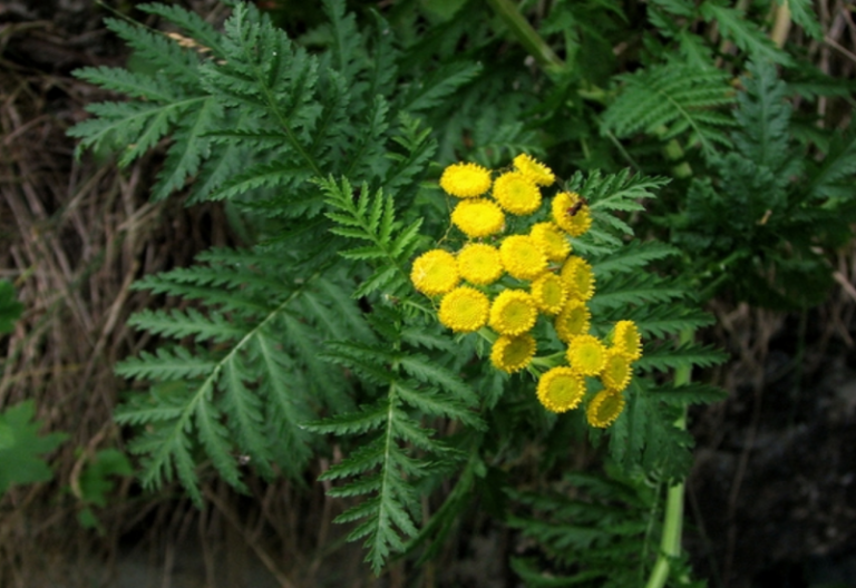 Common Garden Weeds That Look Like Fern Plants - InsightWeeds