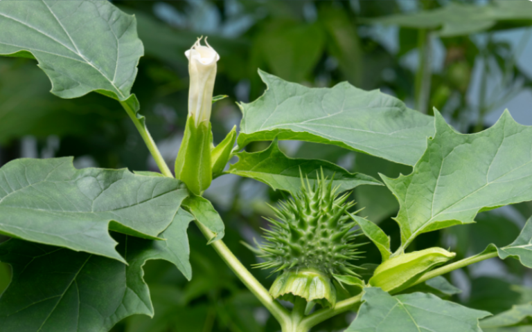 20 Common Weeds in Alabama and Ways To Get Rid of Them - InsightWeeds