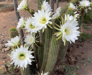 7 Types of Cactus That Produce Beautiful White Flowers - InsightWeeds
