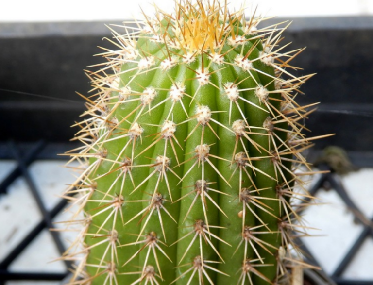 Torch Cactus (Trichocereus Spachianus) - InsightWeeds