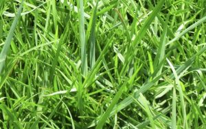 How to get rid of torpedo grass - InsightWeeds