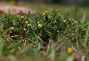 Stylosanthes humilis (Townsville Stylo) - InsightWeeds
