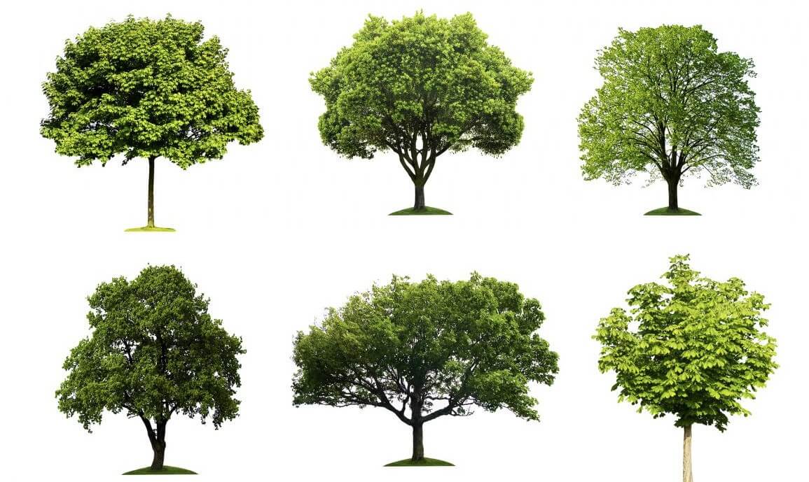 10 Best Tree Identification Apps For IOS And Android In 2022 InsightWeeds