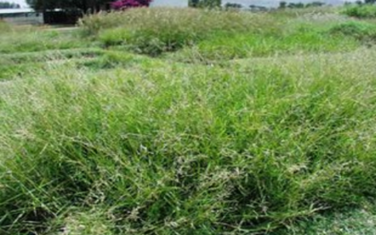 Urochloa brachyura (Annual Tail Grass) - InsightWeeds