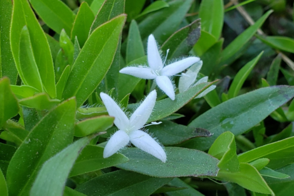 Effective Household Products to Get Rid of Virginia Buttonweed ...