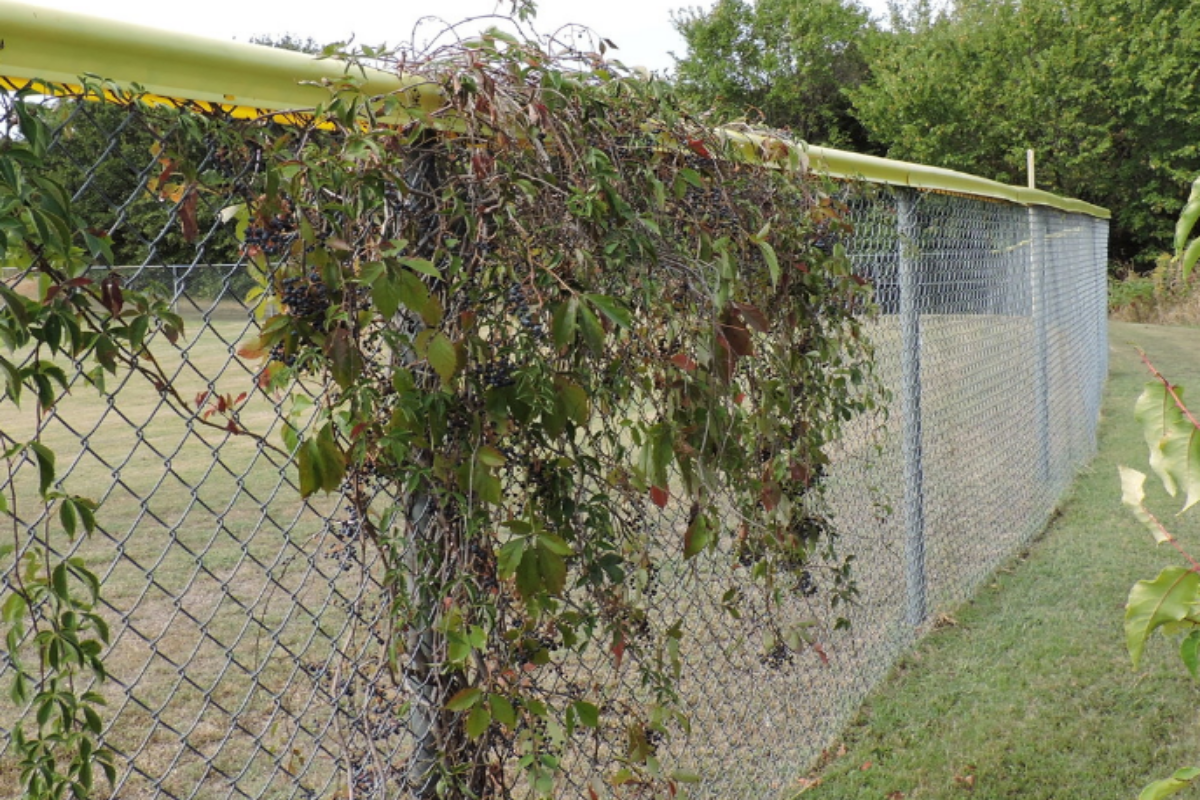 How to Get Rid of Virginia Creeper (Organic & Non-Organic Methods ...