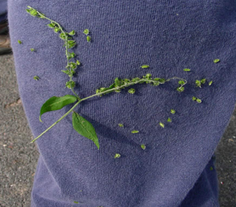 What Are Those Little Green Seeds That Stick To Your Clothes ...