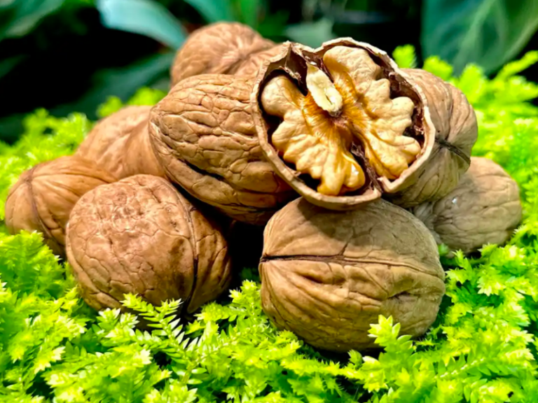 List of Tree Nuts and Their Uses - InsightWeeds