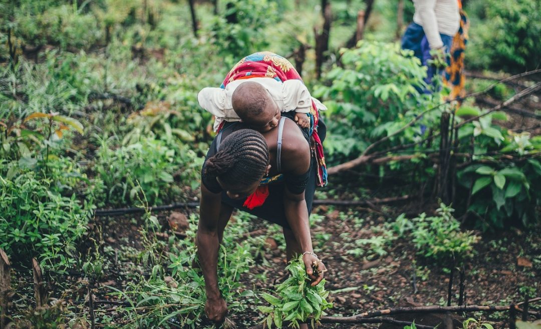 30 Common Weeds in Nigeria, their Botanical Names, and Pictures ...