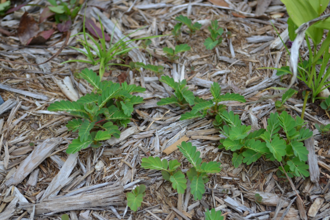 Clever Ways to Keep Weeds From Growing in Your Mulch - InsightWeeds