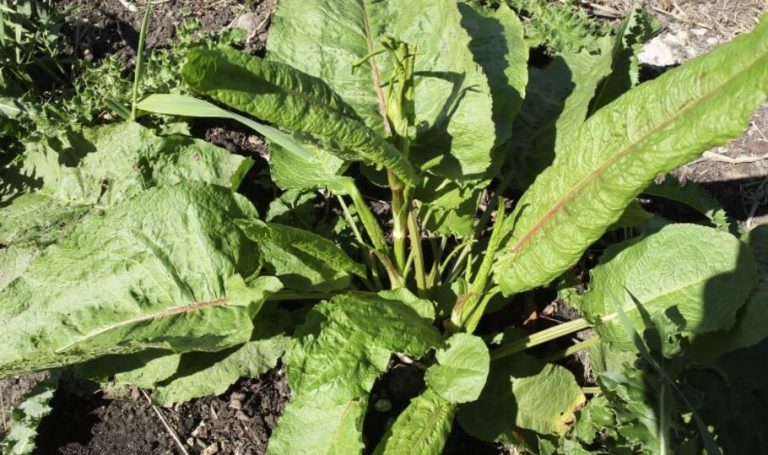 15 tall weeds with thick stalks you may find in your garden - InsightWeeds