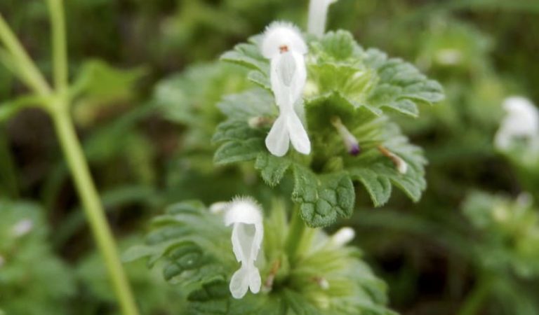 10 common weeds with white flowers - InsightWeeds