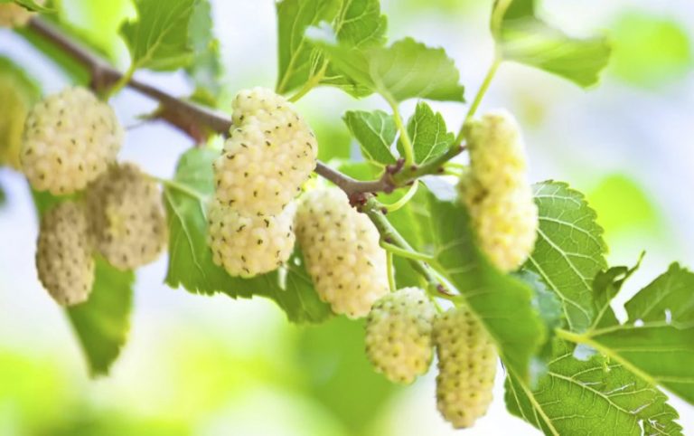 10 weeds that look like small trees - InsightWeeds