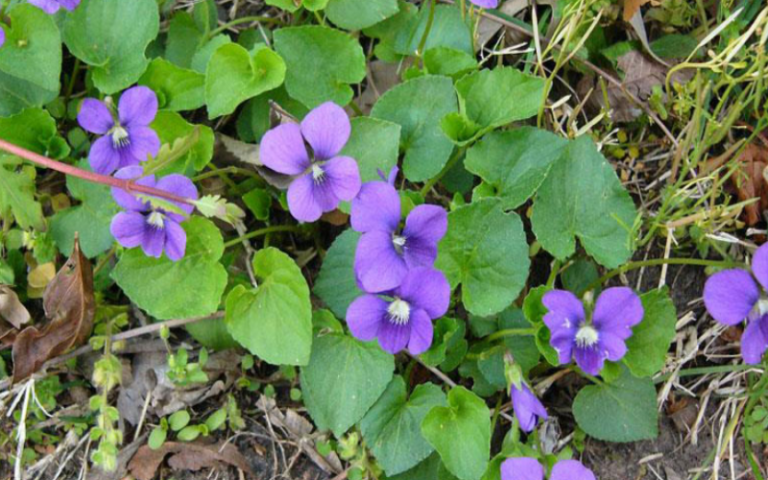 15 Attractive Weeds With Flowers to Beautify Your Home - InsightWeeds