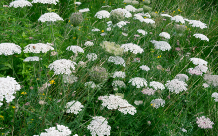 20 Common Weeds in Kentucky: Pictures and Elimination Techniques ...