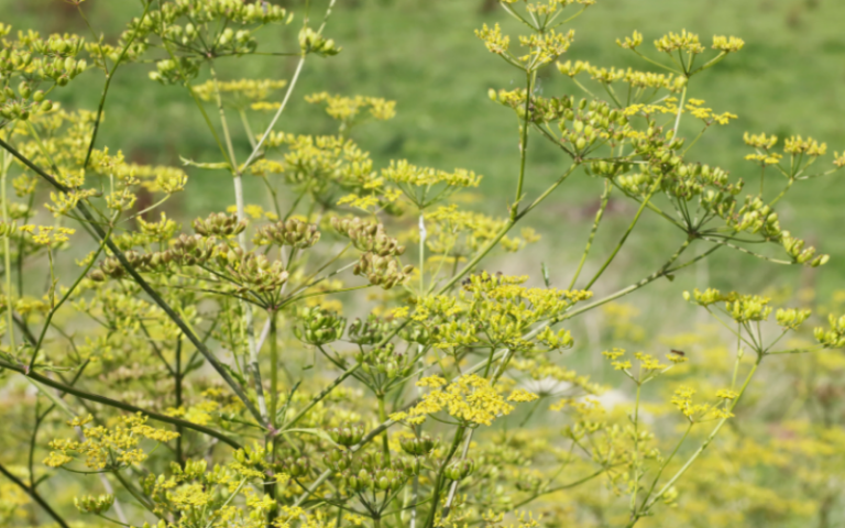 15 Common Weeds in Minnesota With Control Methods - InsightWeeds