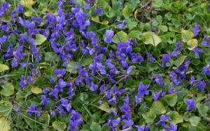 List of 10 Most Common Weeds in North Carolina - InsightWeeds