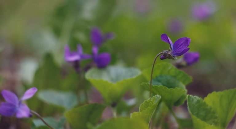 10 common weeds with purple flowers - InsightWeeds