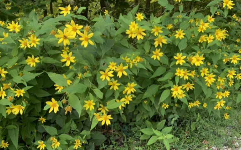 20 Common Weeds in Alabama and Ways To Get Rid of Them - InsightWeeds