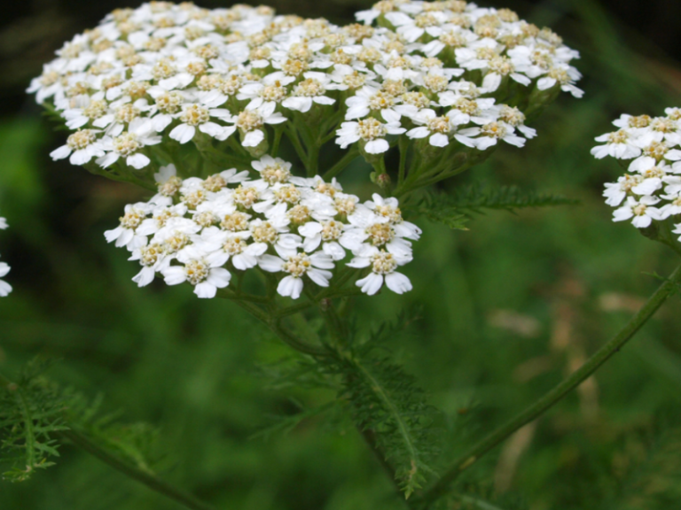 Common Garden Weeds That Look Like Fern Plants - InsightWeeds