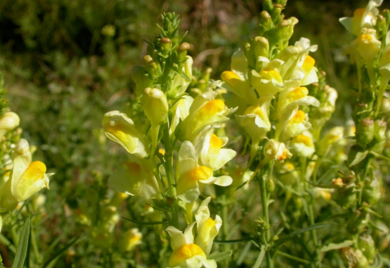 20 Common Weeds in Alberta, CA, You’re Likely to Find in Your Garden ...