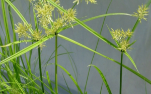 20 Common Weeds in Kentucky: Pictures and Elimination Techniques ...