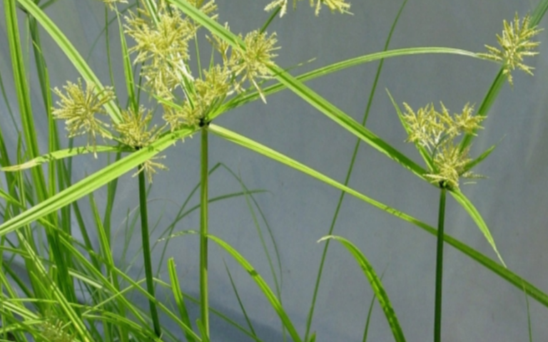 Common Weeds That Look Like Grass - InsightWeeds