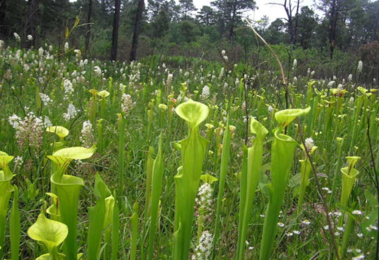 5 Plants With Tube-like Structures - InsightWeeds