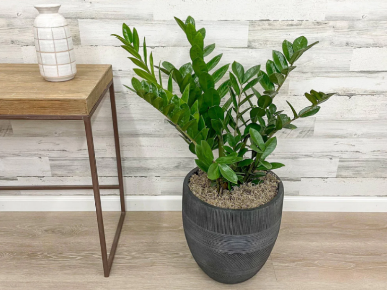 20 Non-Flowering House Plants That Still Look Great - InsightWeeds